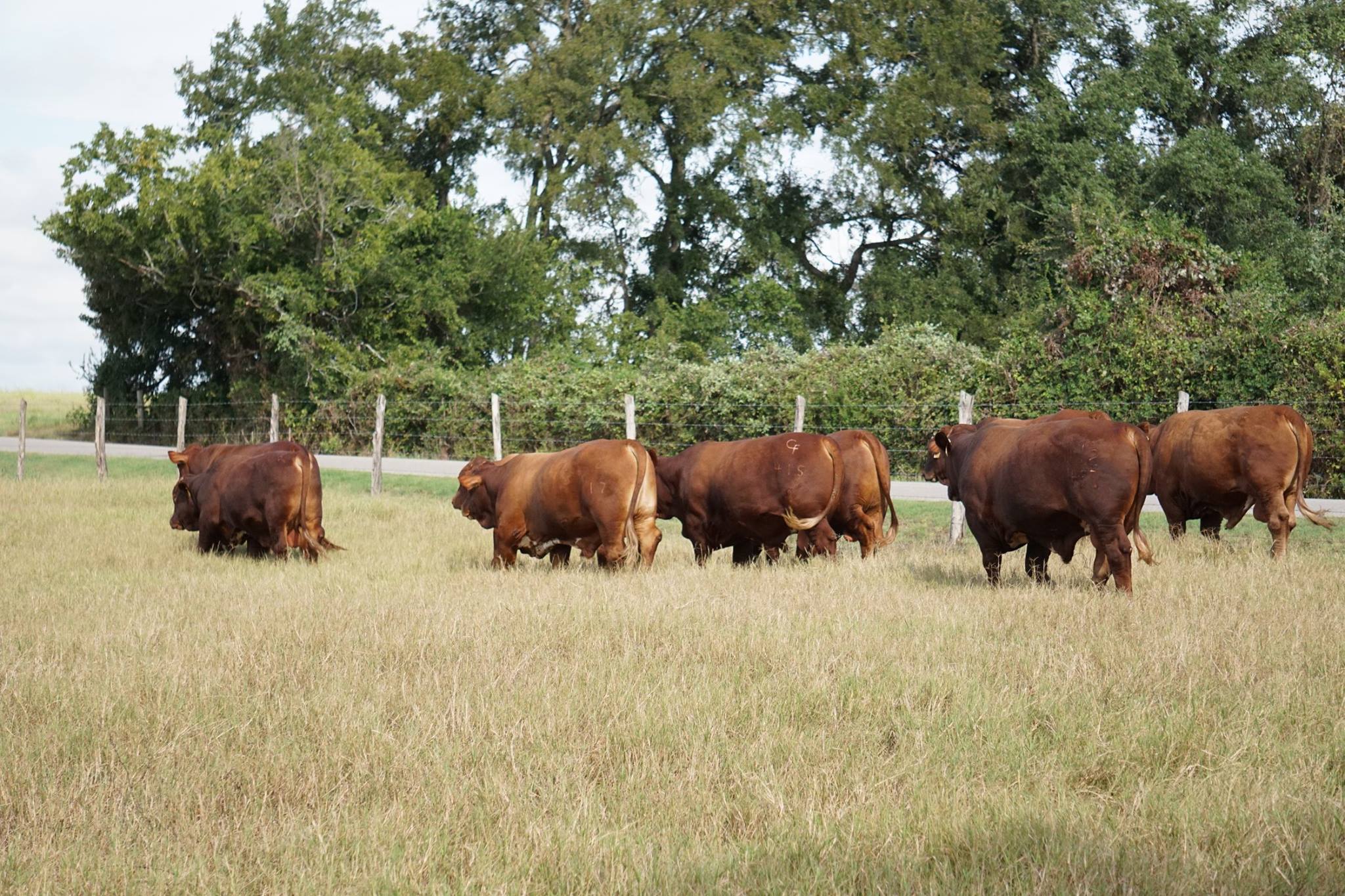 ¿Que es un Beefmaster?